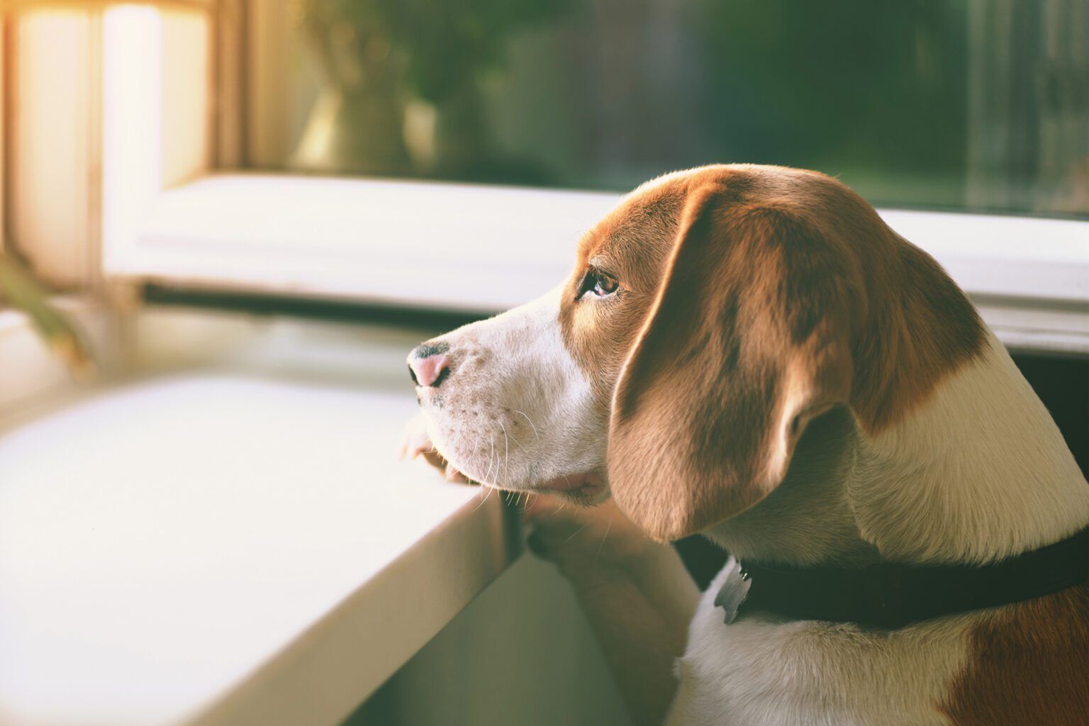 Anxiety in Animals - HealthScope® Magazine