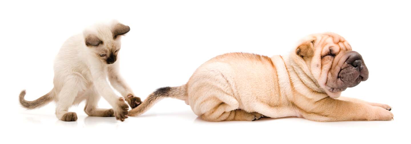 Anxiety in Animals - HealthScope® Magazine