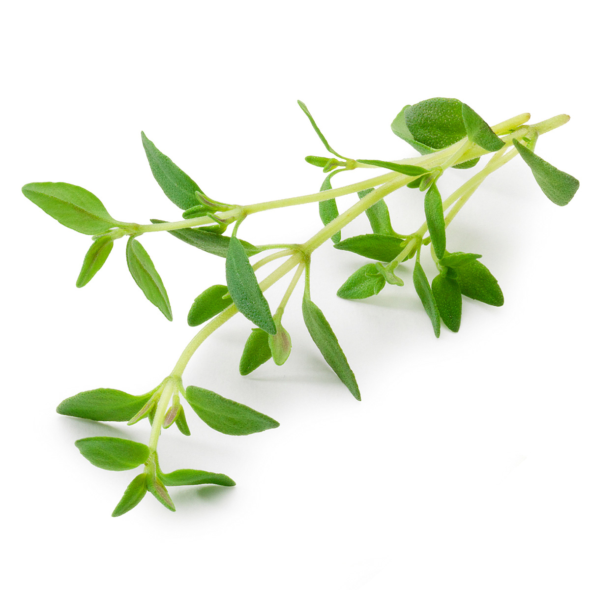Thyme - HealthScope® Magazine